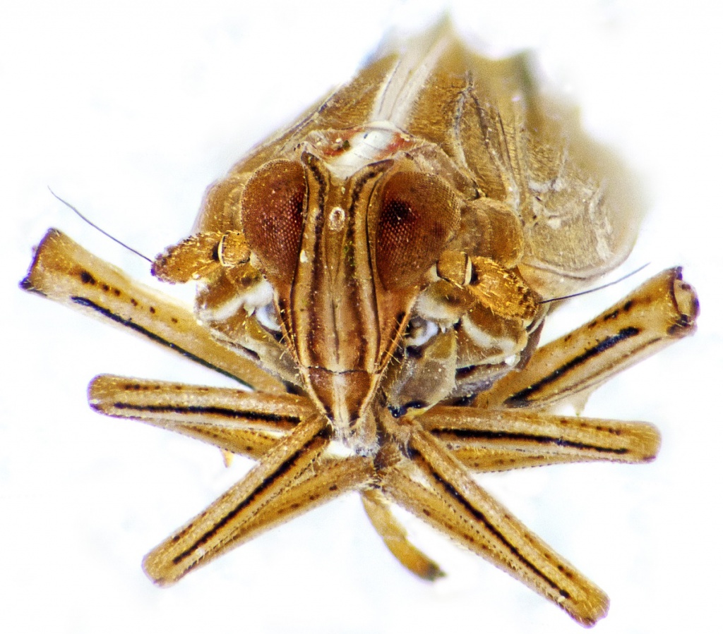 Stenocranus major | NatureSpot