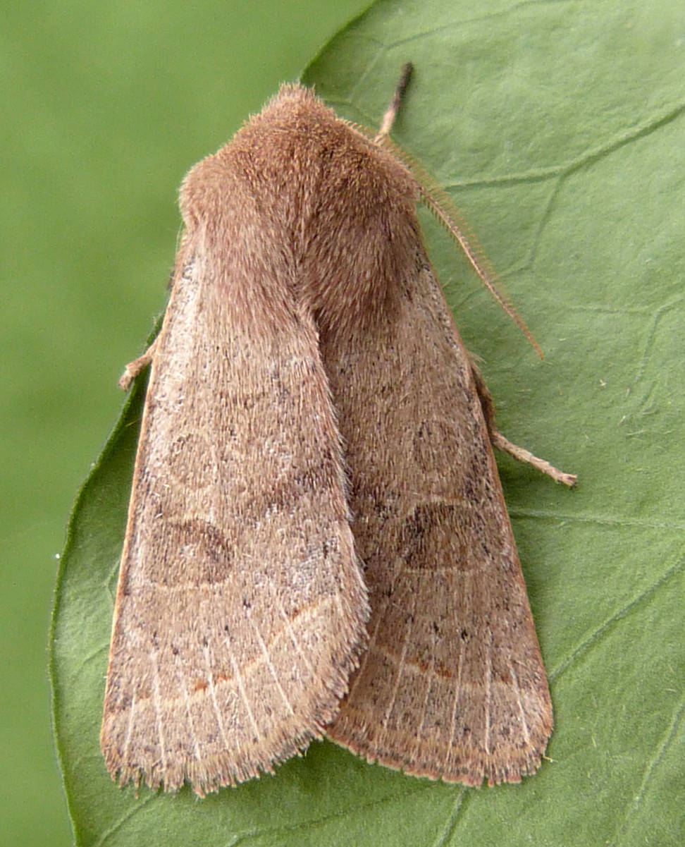Common Quaker | NatureSpot