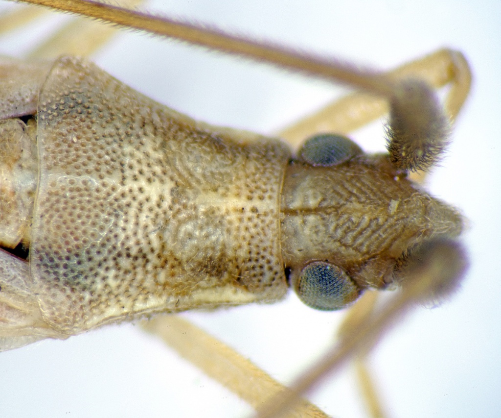 Stenodema laevigata | NatureSpot