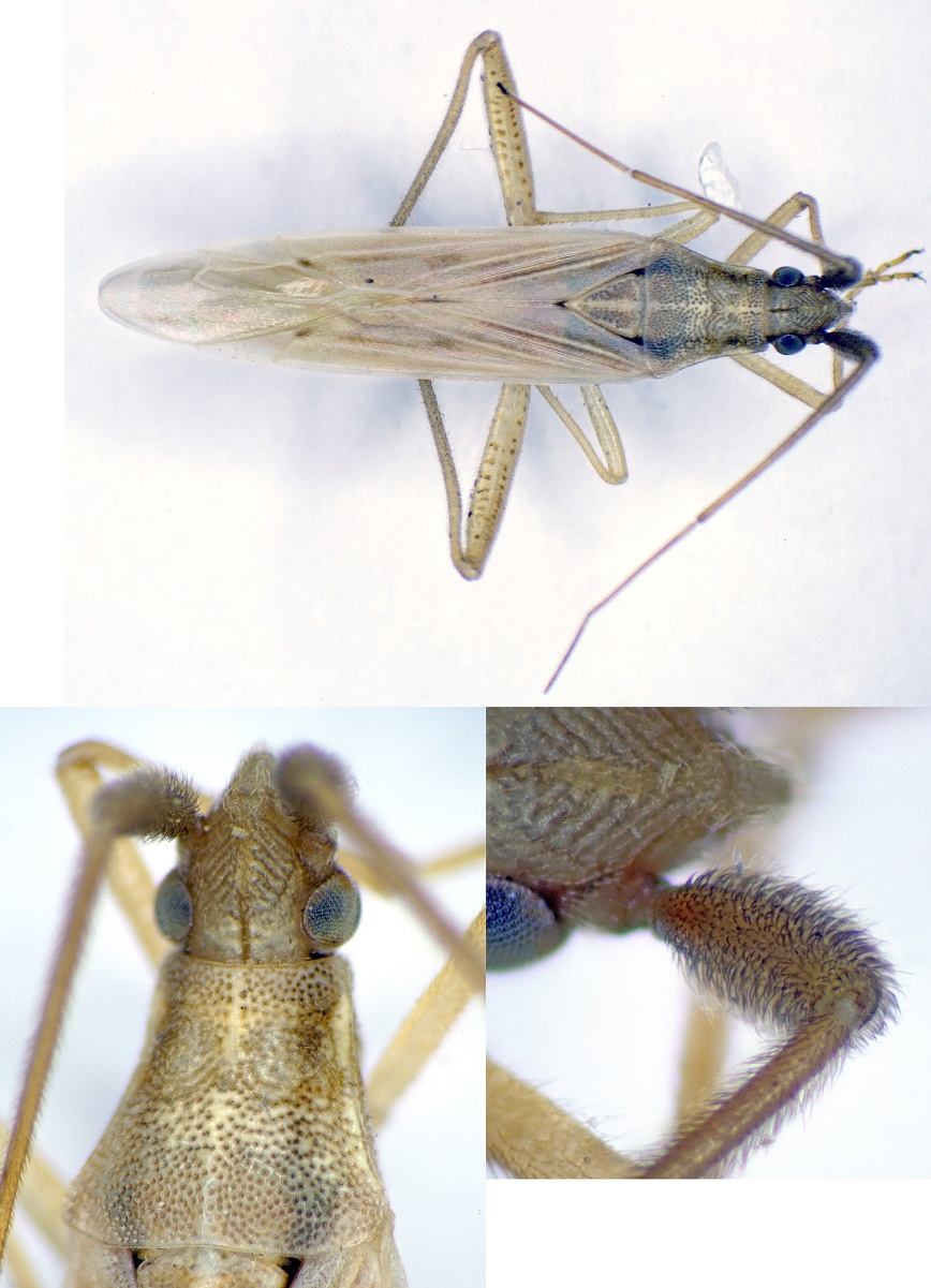 Stenodema laevigata | NatureSpot