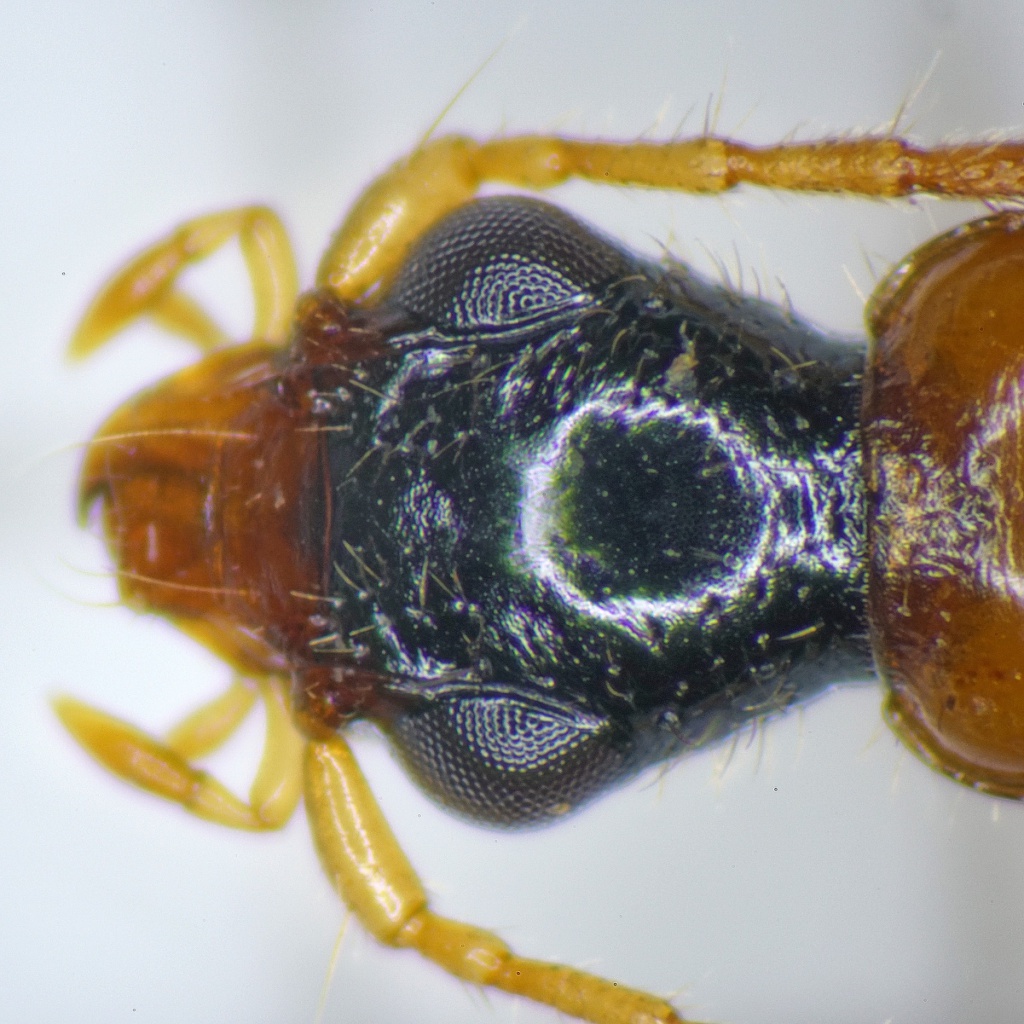 Demetrias atricapillus | NatureSpot