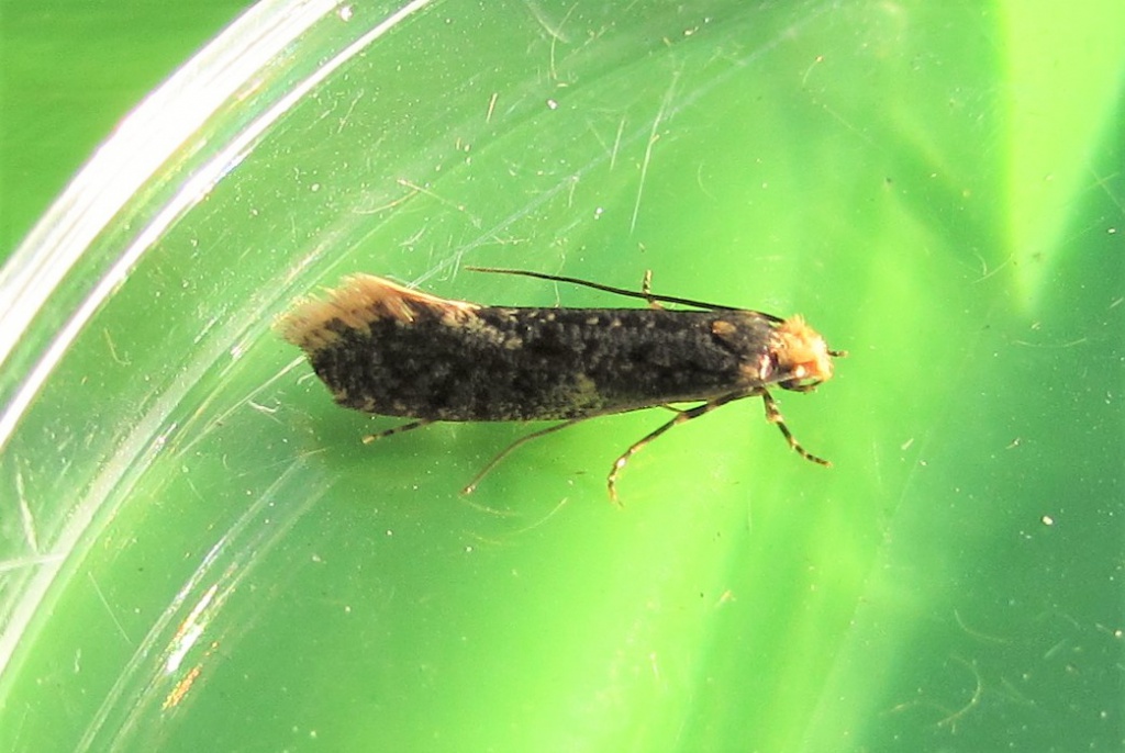 Skin Moth | NatureSpot