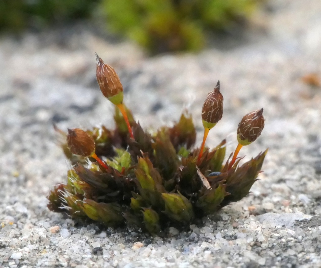 Anomalous Bristle-moss | NatureSpot