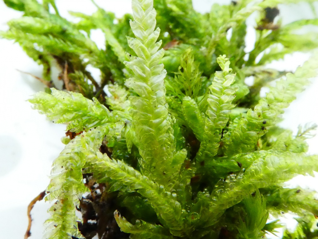 Waved Silk-moss | NatureSpot