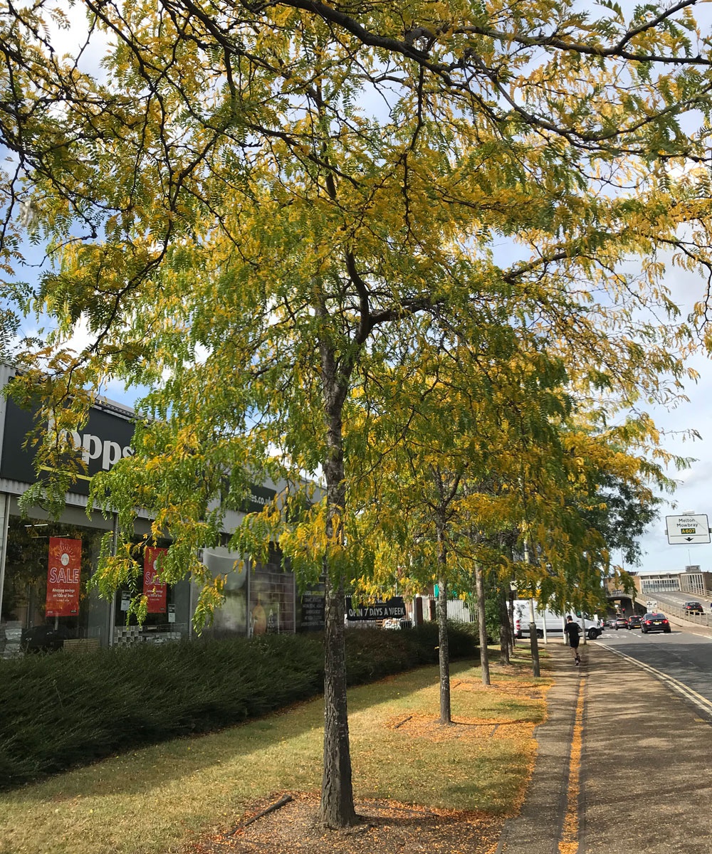 Honey Locust | NatureSpot