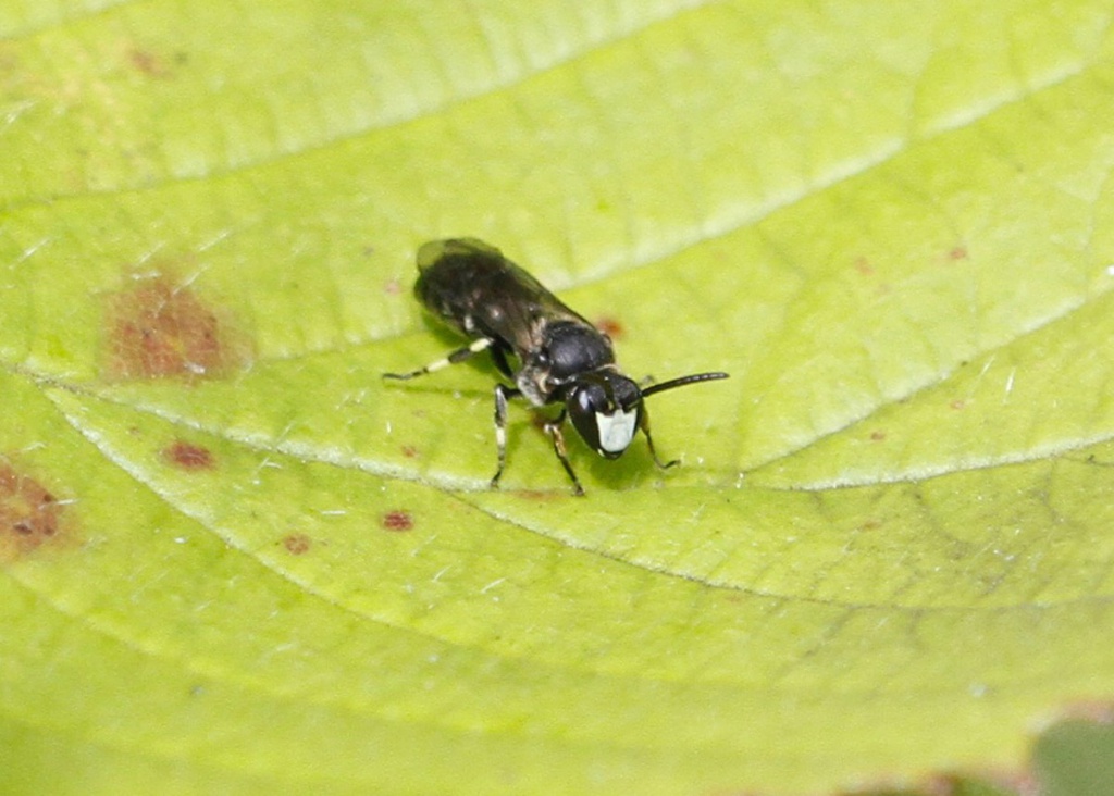 White-jawed Yellow-face Bee | NatureSpot