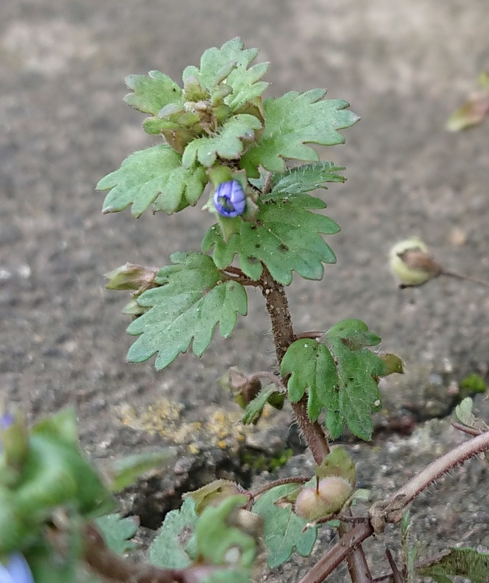 Wall Speedwell | NatureSpot