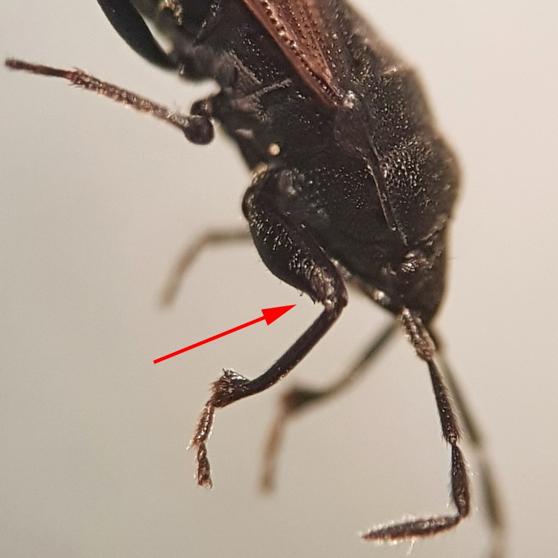 Drymus sylvaticus | NatureSpot