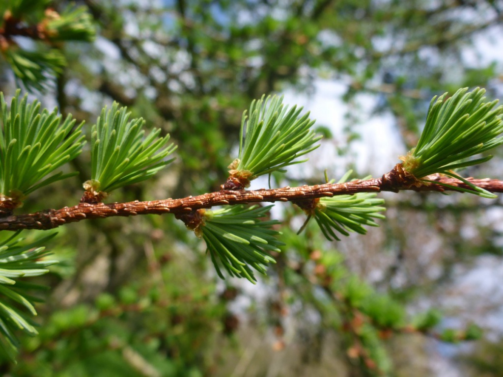 Japanese Larch | NatureSpot