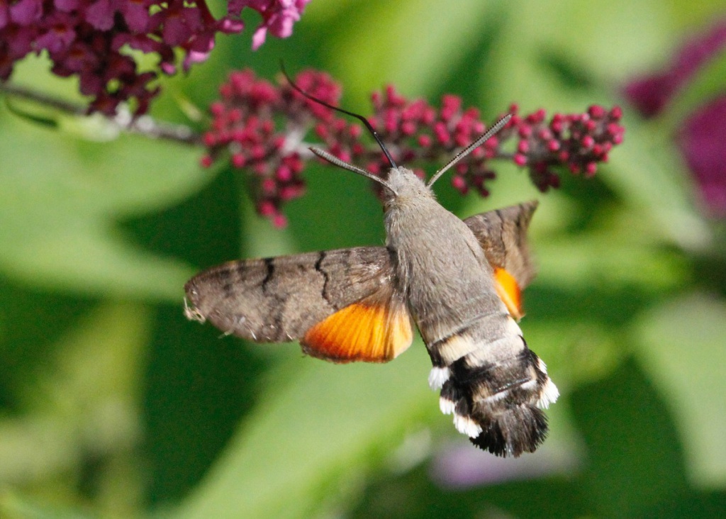 Hummingbird Hawk moth NatureSpot