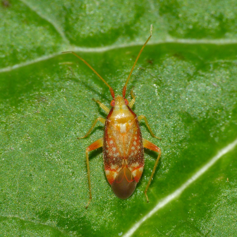 Pseudoloxops coccineus | NatureSpot
