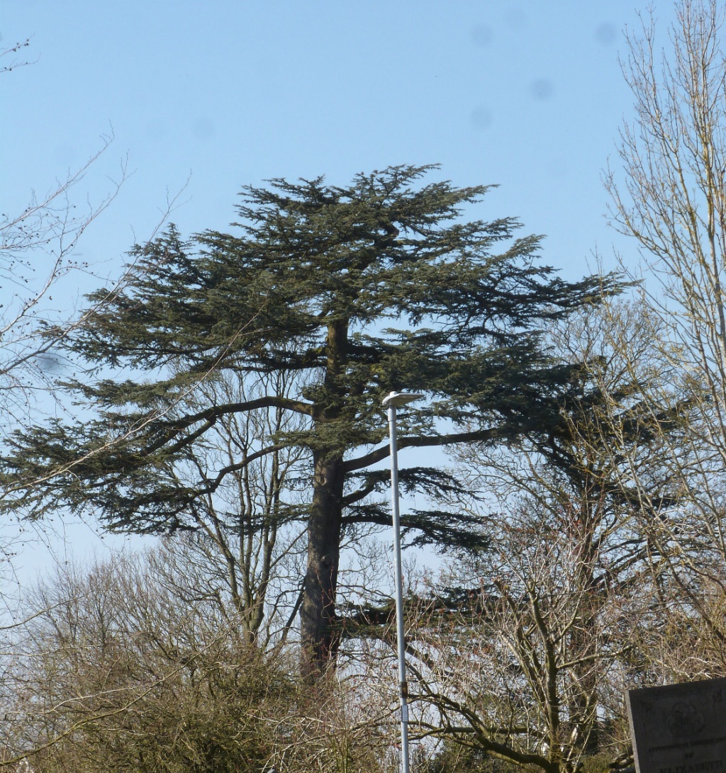 Cedar-of-Lebanon | NatureSpot
