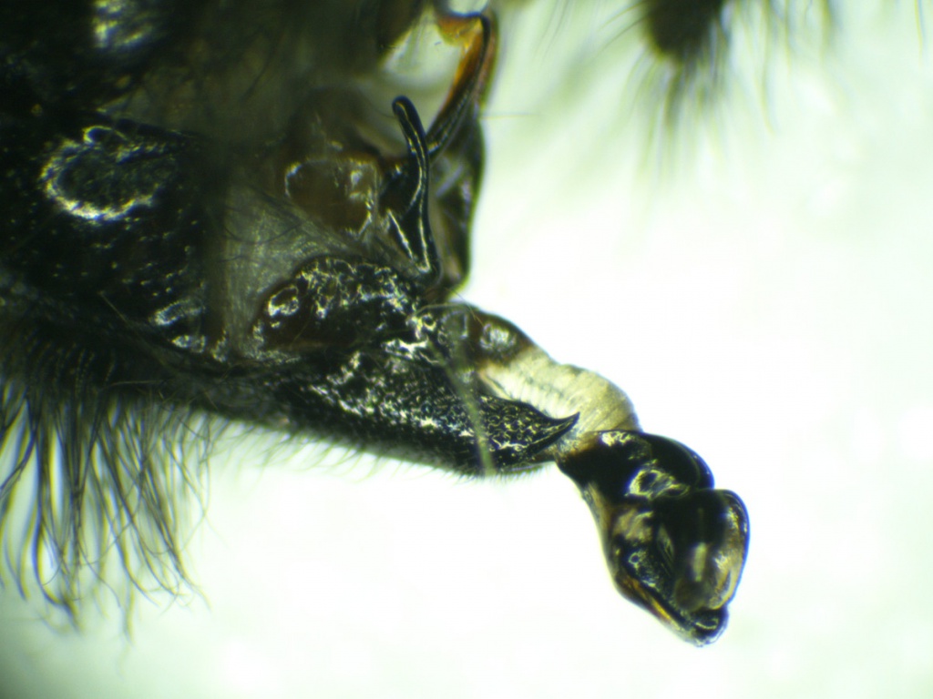 Sarcophaga Larvae