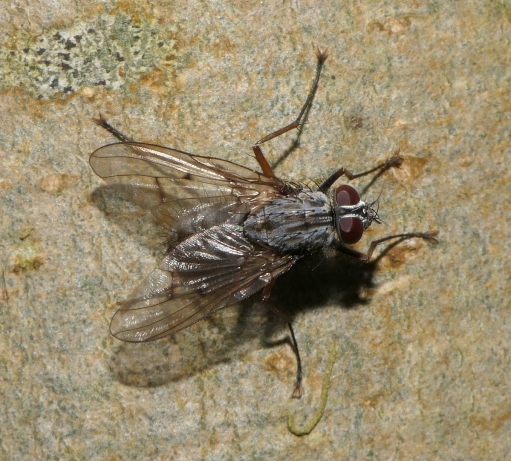 Phaonia fuscata | NatureSpot