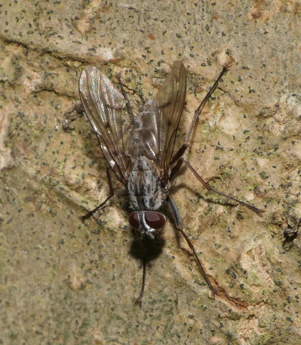 Phaonia fuscata | NatureSpot