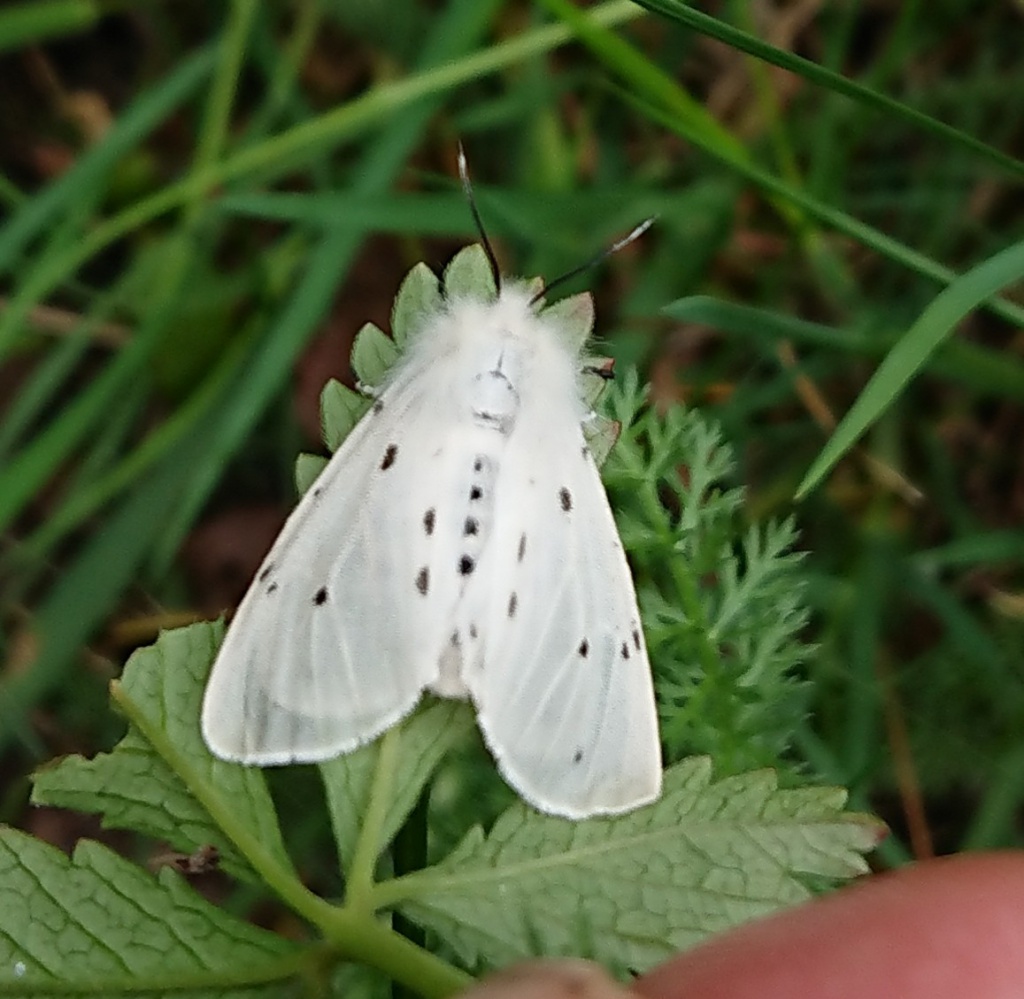 Muslin Moth | NatureSpot