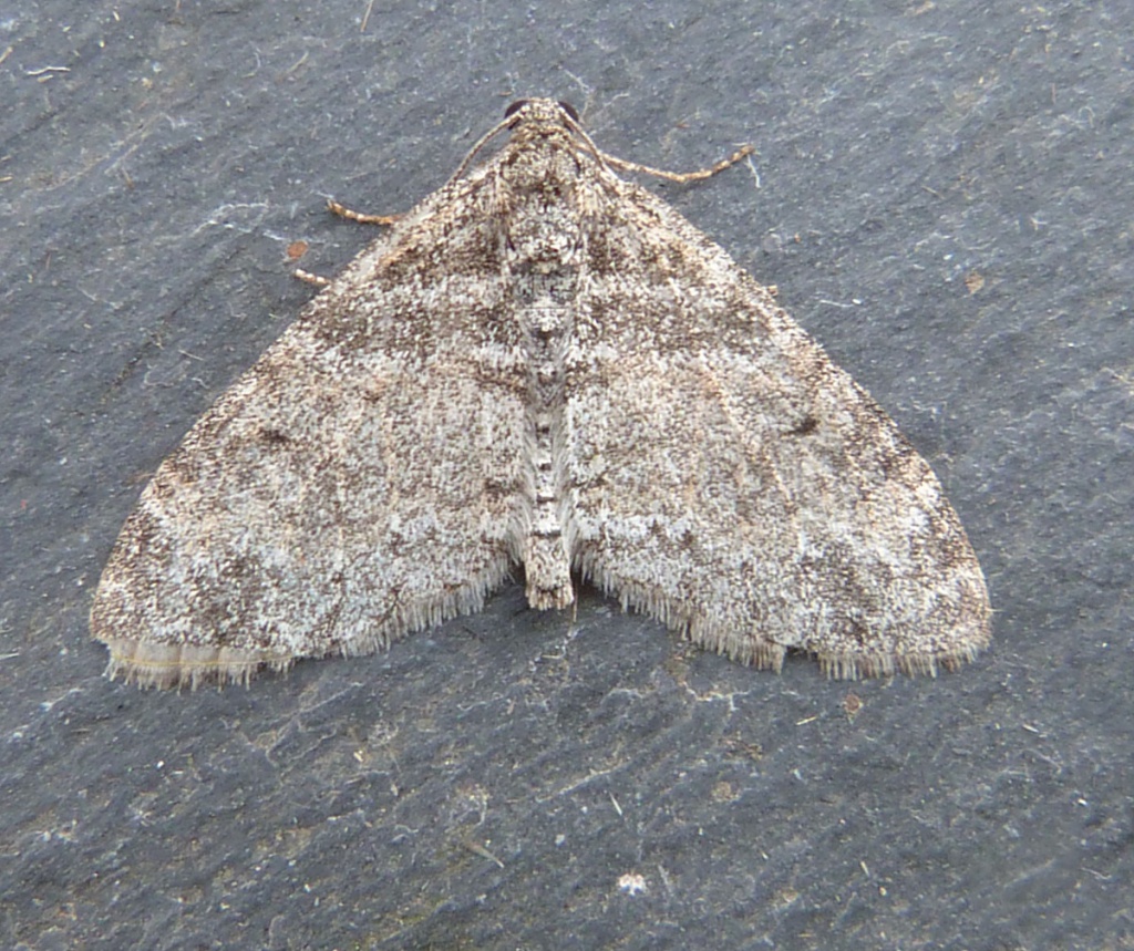 The Seraphim | NatureSpot