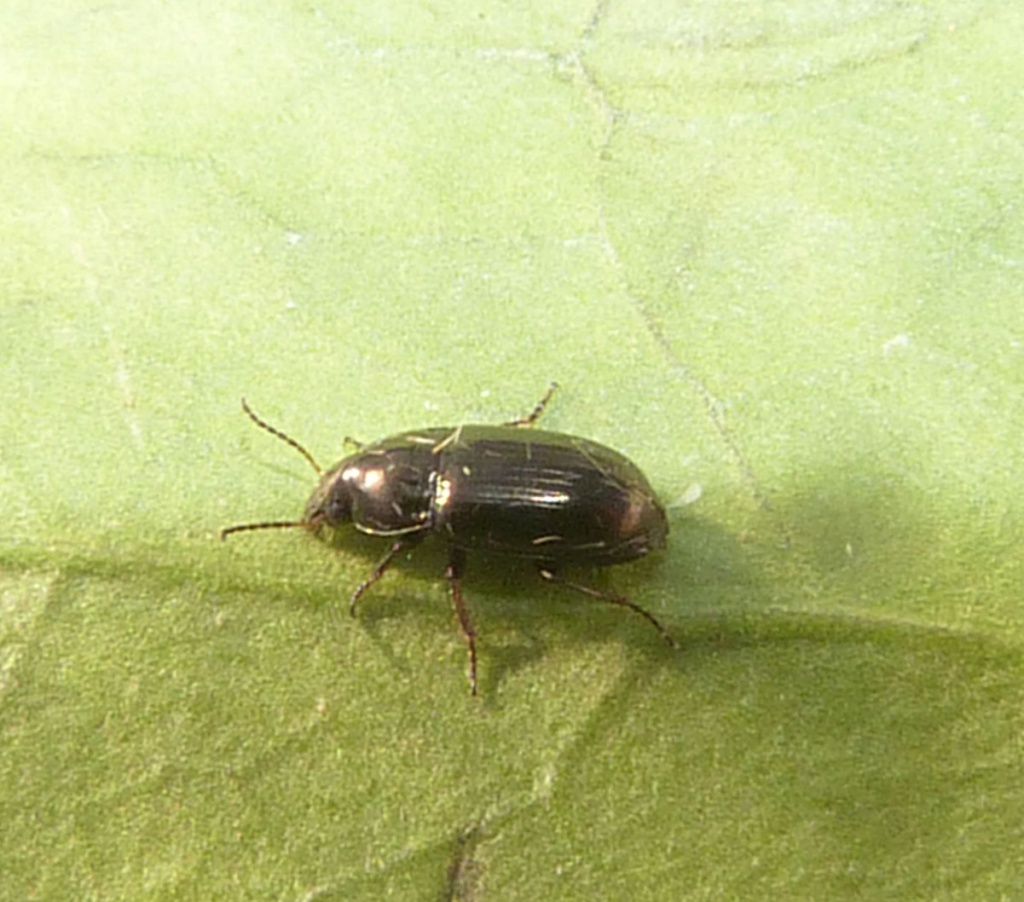 Amara communis | NatureSpot