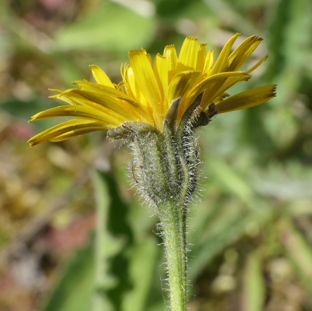 Rough Hawkbit | NatureSpot