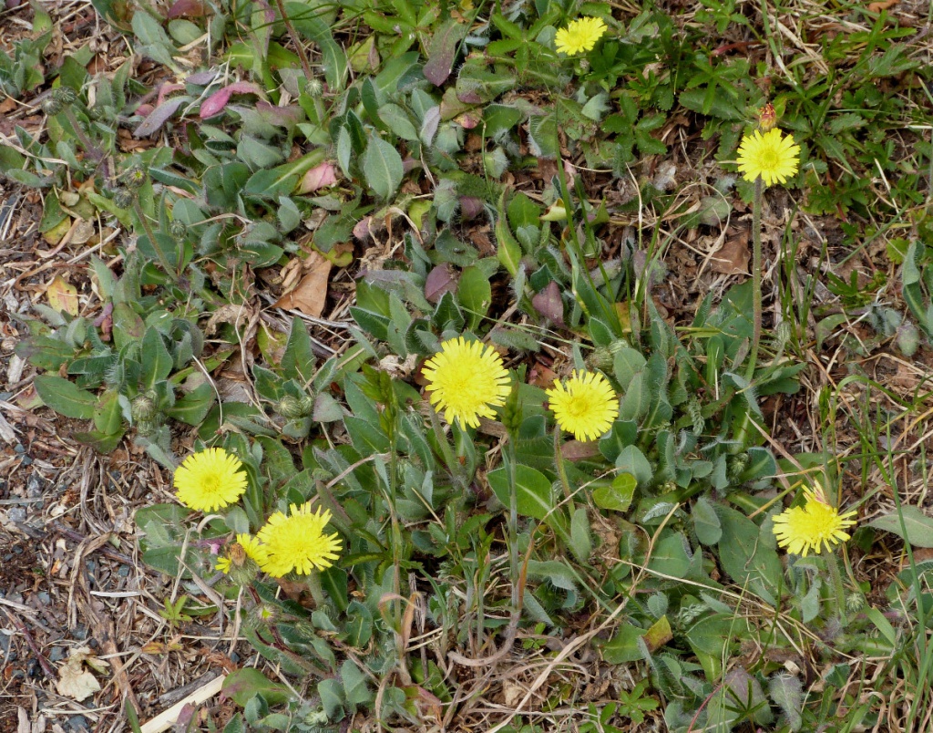 Spreading Mouse-ear-Hawkweed | NatureSpot