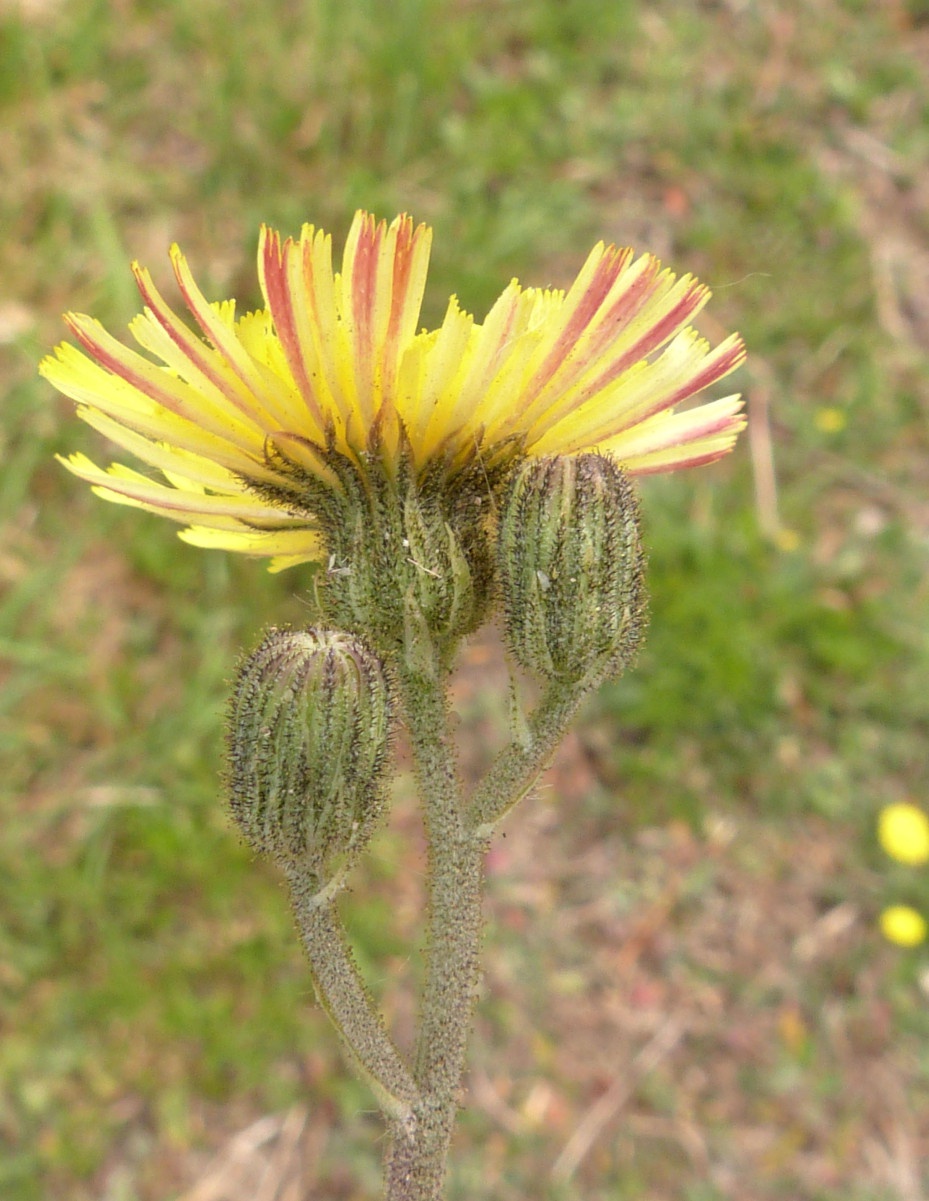 Spreading Mouse-ear-Hawkweed | NatureSpot