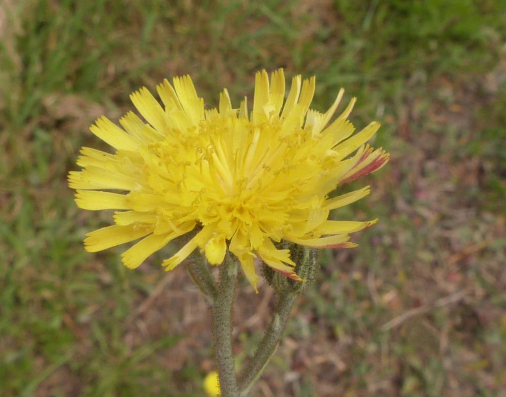 Spreading Mouse-ear-Hawkweed | NatureSpot