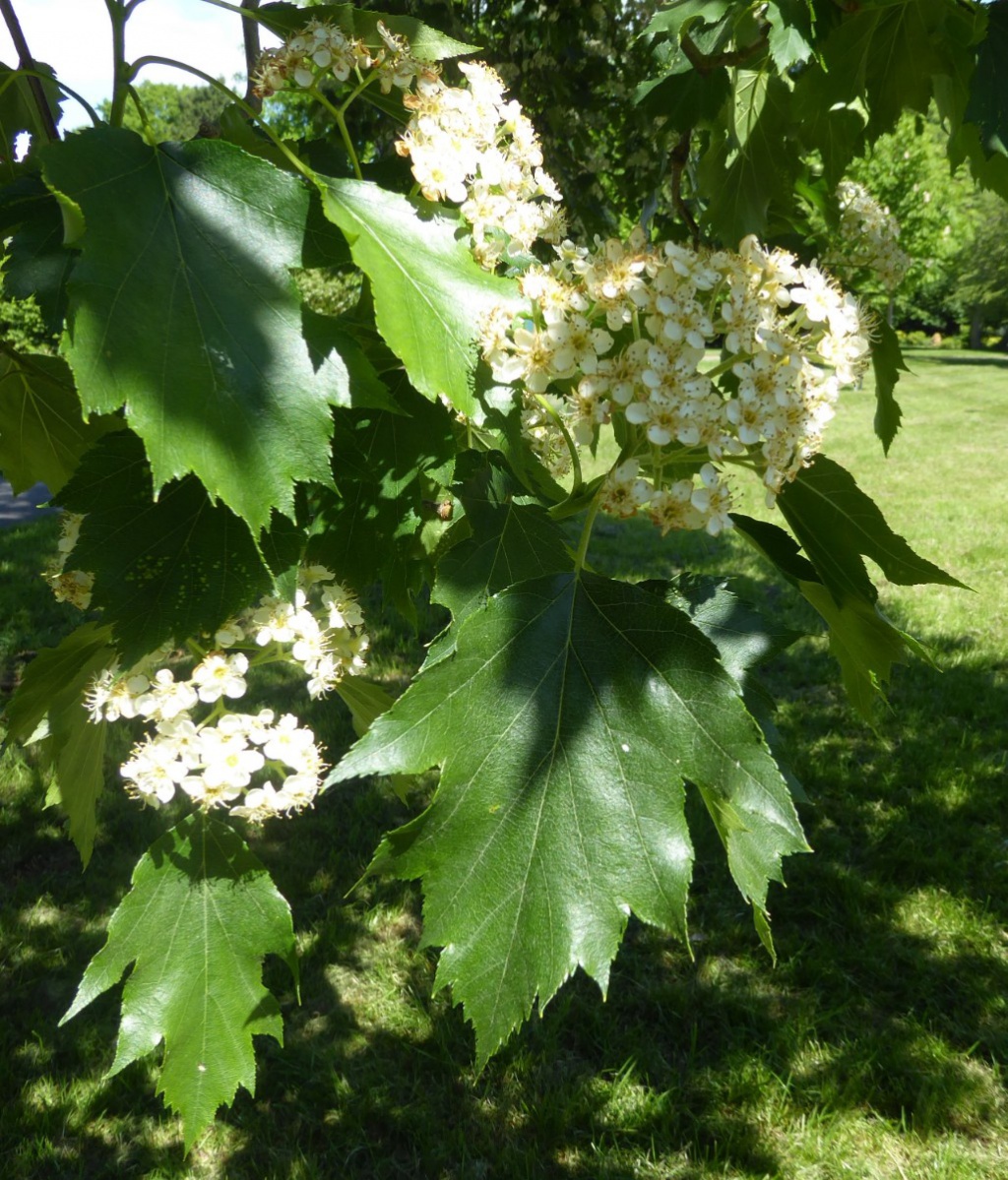 Wild Service-tree | NatureSpot