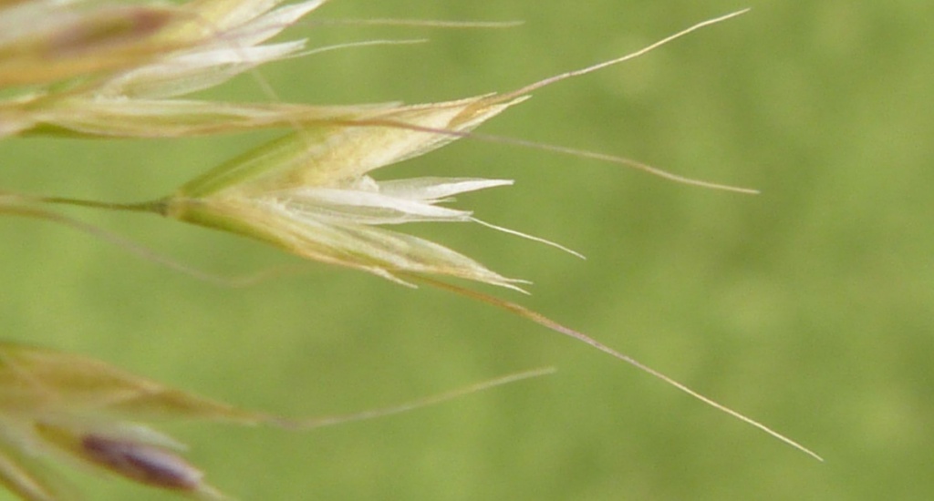 Yellow Oat-grass | NatureSpot