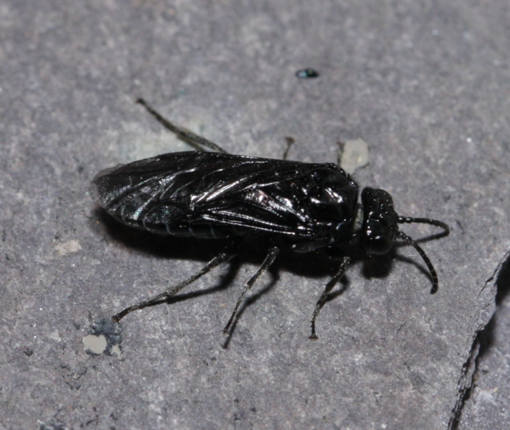 Tomostethus nigritus | NatureSpot