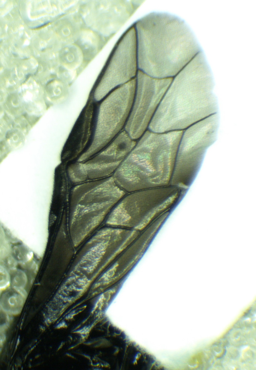 Tomostethus nigritus | NatureSpot