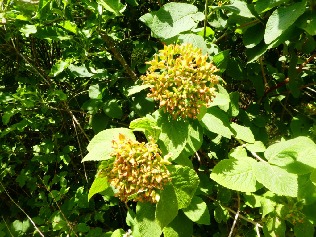 Wayfaring-tree | NatureSpot