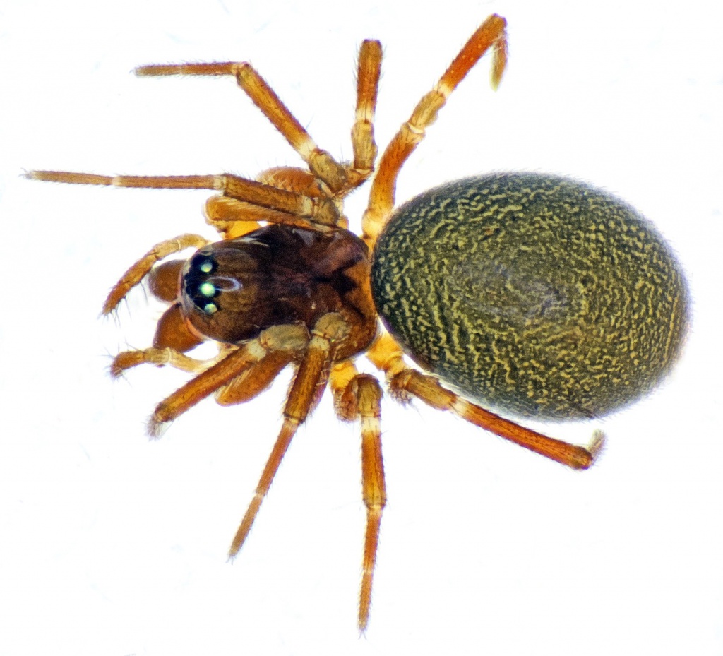 Diplocephalus permixtus | NatureSpot