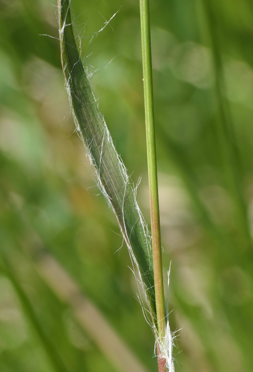 Heath Wood-rush | NatureSpot