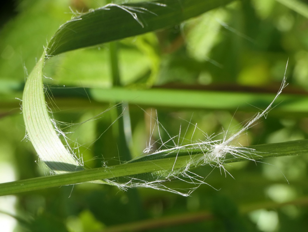 Heath Wood-rush | NatureSpot