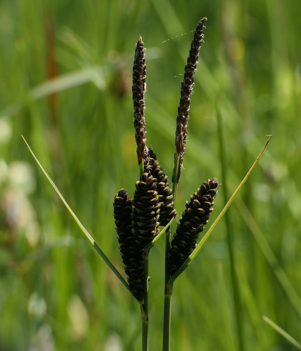Common Sedge | NatureSpot