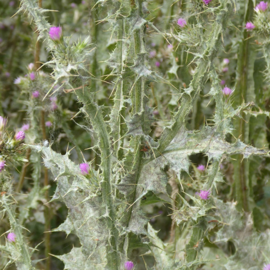 Slender Thistle | NatureSpot