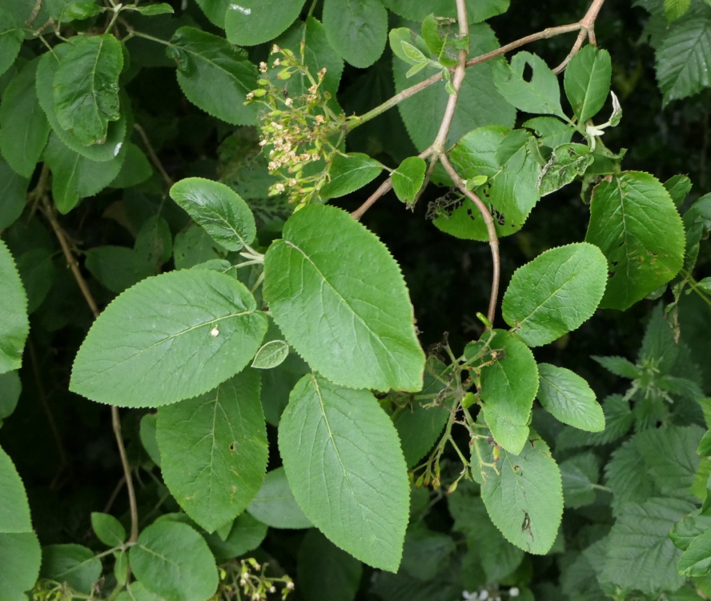 Wayfaring-tree | NatureSpot