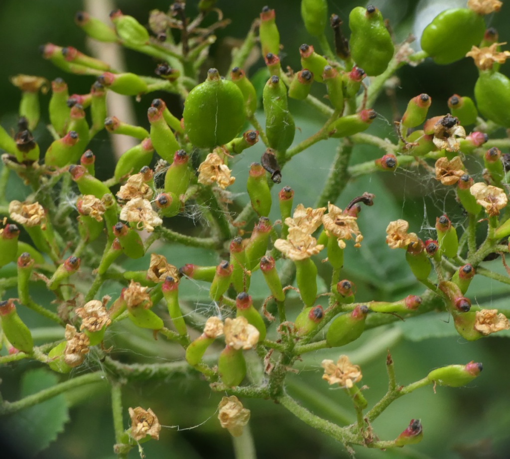 Wayfaring-tree | NatureSpot