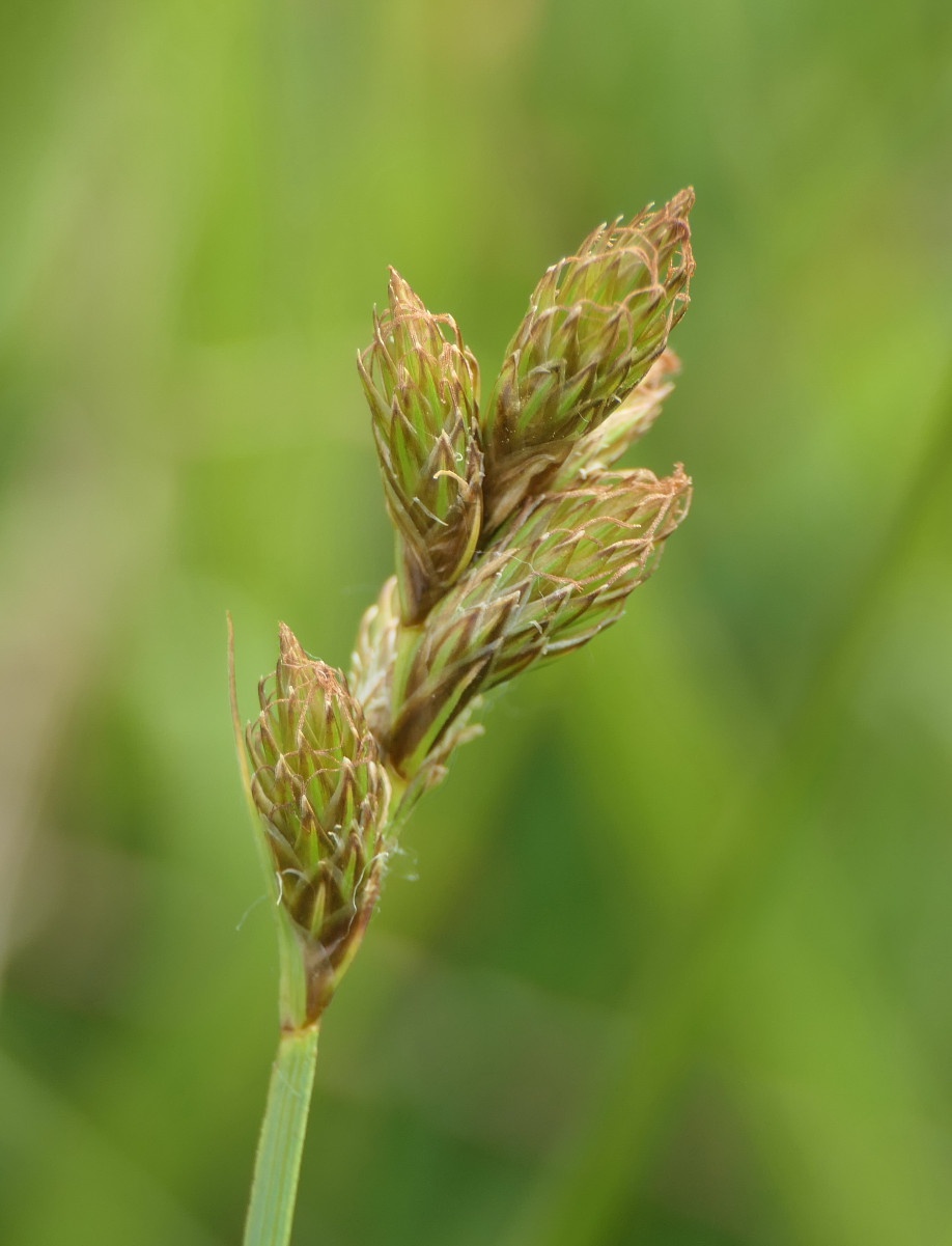 Oval Sedge | NatureSpot
