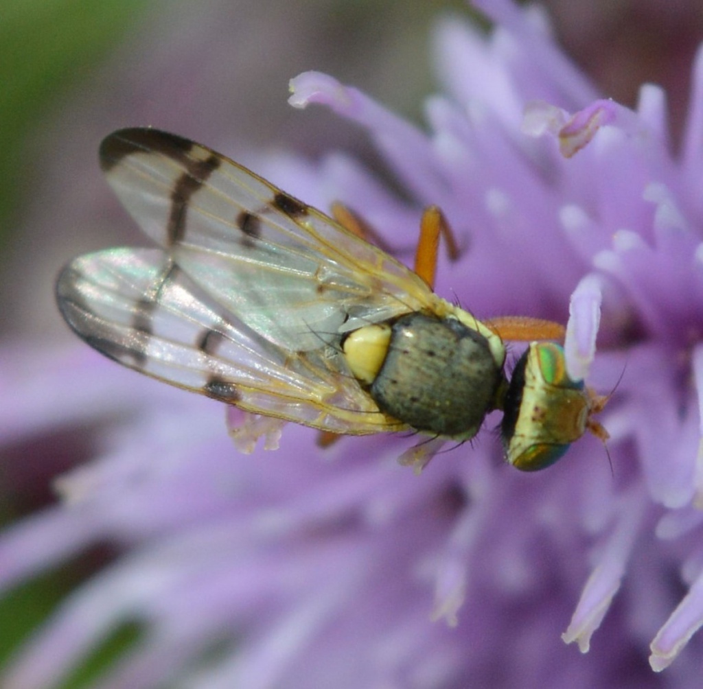 Urophora stylata | NatureSpot