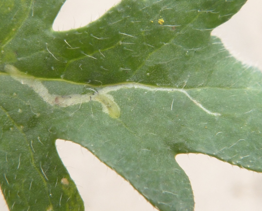 Chromatomyia horticola | NatureSpot