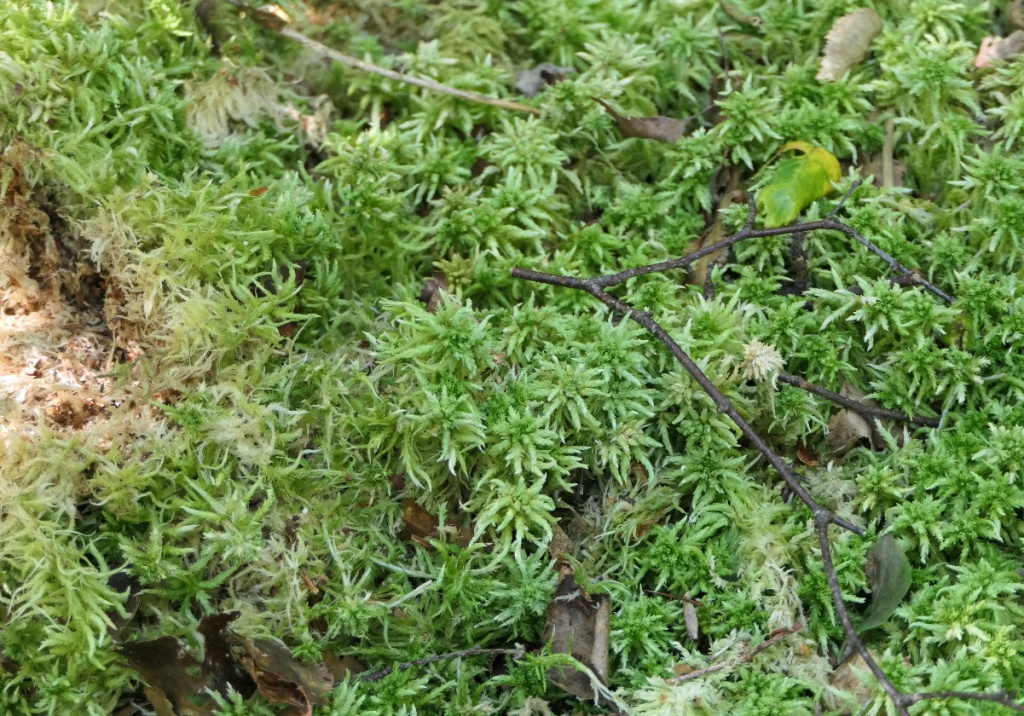 Blunt-leaved Bog-moss | NatureSpot