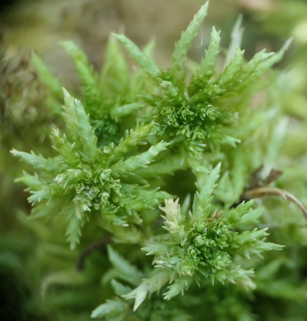 Blunt-leaved Bog-moss | NatureSpot