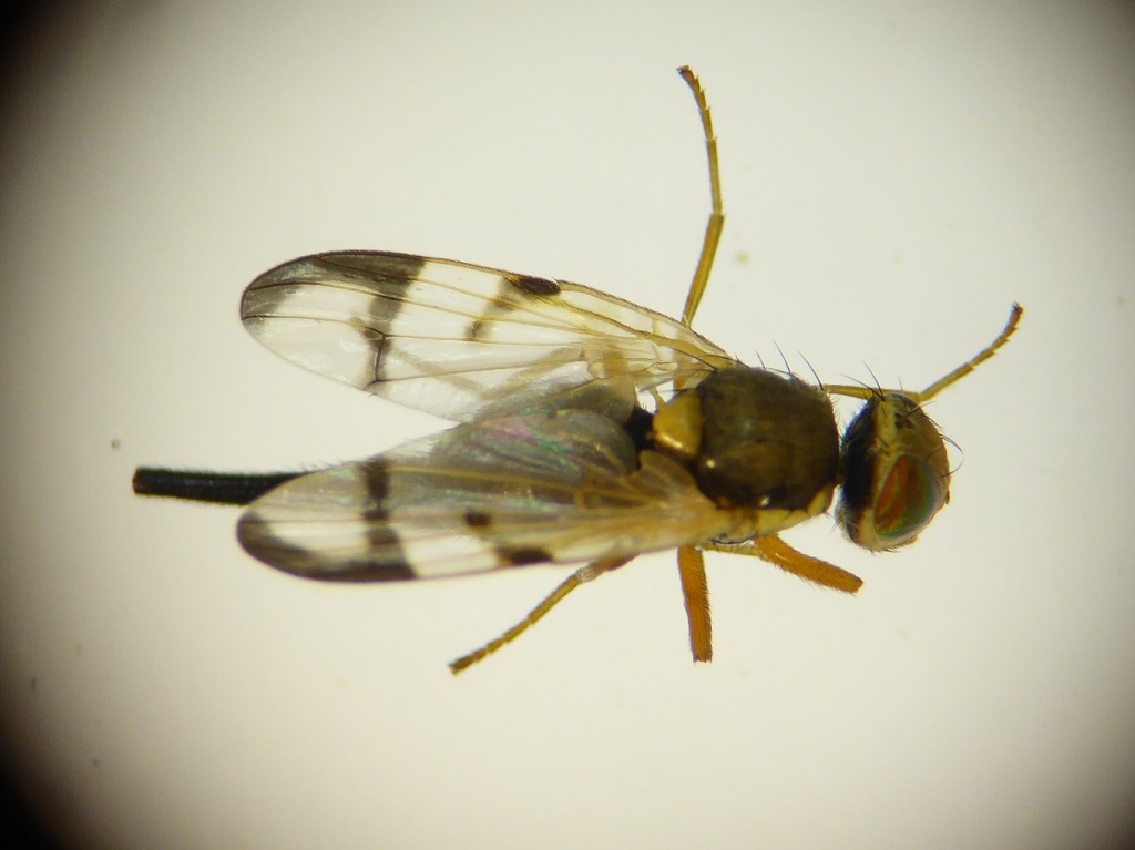 Urophora stylata | NatureSpot