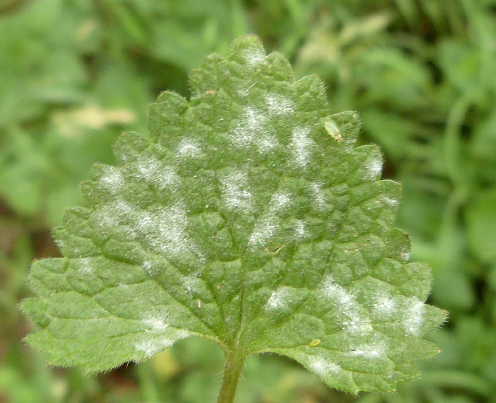 Mint Mildew | NatureSpot