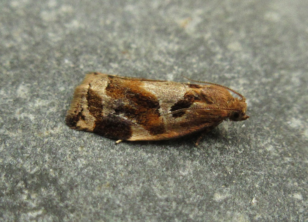 Variegated Golden Tortrix | NatureSpot