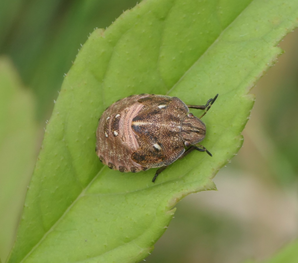 Tortoise Bug | NatureSpot