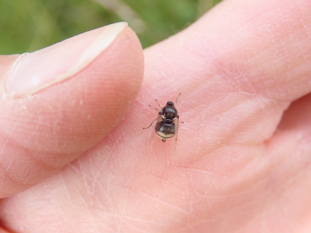 Top-horned Hunchback | NatureSpot