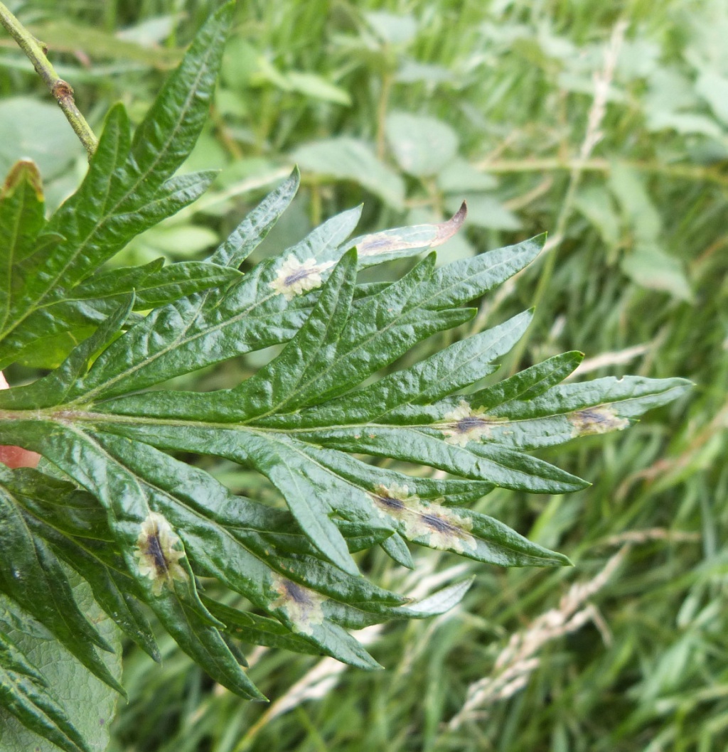 Trypeta artemisiae | NatureSpot