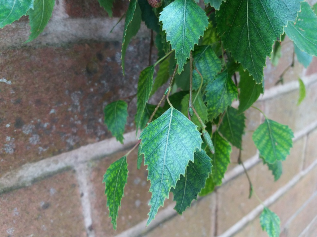 Silver Birch | NatureSpot